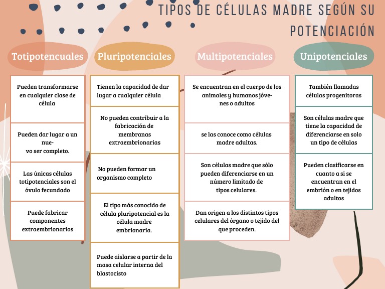 Totipotencuales Pluripotenciales Unipotenciales Multipotenciales | PDF