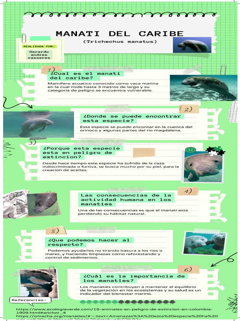 Infografía Sobre El Manatí Del Caribe | PDF