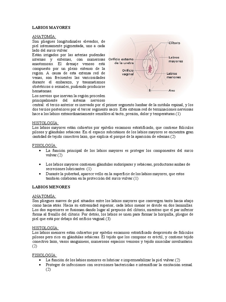 Labios Mayores | PDF | Labios | Anatomía