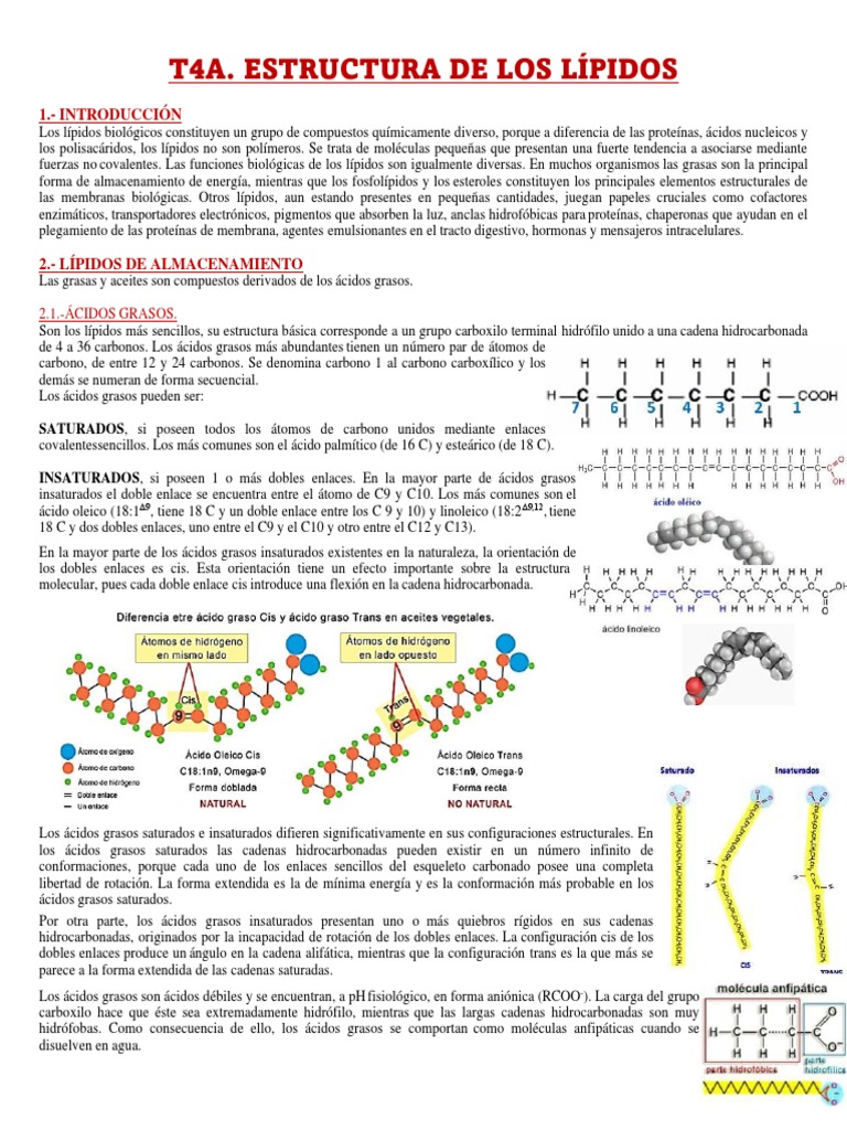 T4a. ESTRUCTURA DE LOS LÍPIDOS | PDF | Lípido | Ácido graso