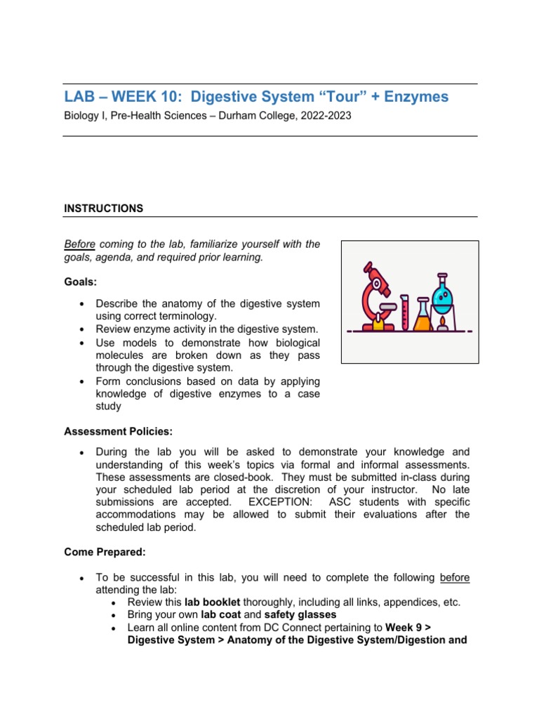 Digestive System Lab Overview | PDF | Digestion | Carbohydrates