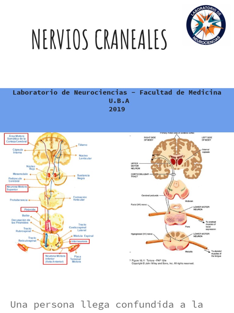 3 Nervios craneales | PDF | Sistema nervioso | Tronco encefálico