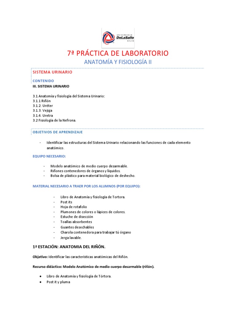 7a Práctica Lab Anatomia Riñón y uréteres | PDF | Riñón | Sistema urinario