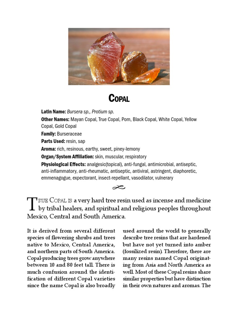 Copal Plant Profile | PDF | Incense | Resin