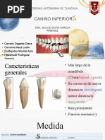 Segundo Molar Inferior | PDF