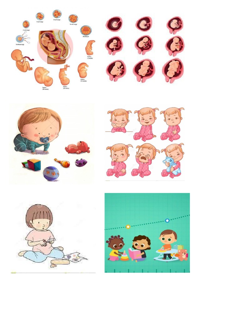 Etapas de La Vida Humana | PDF