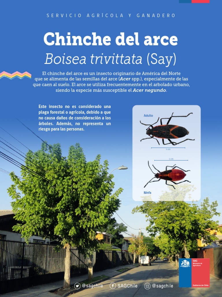 Chinche Del Arce | Descargar gratis PDF | Arce | Insectos