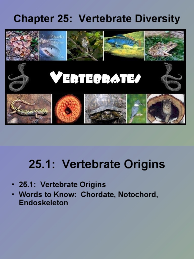 2014 Chapter 25 PPT | PDF | Amphibian | Fish