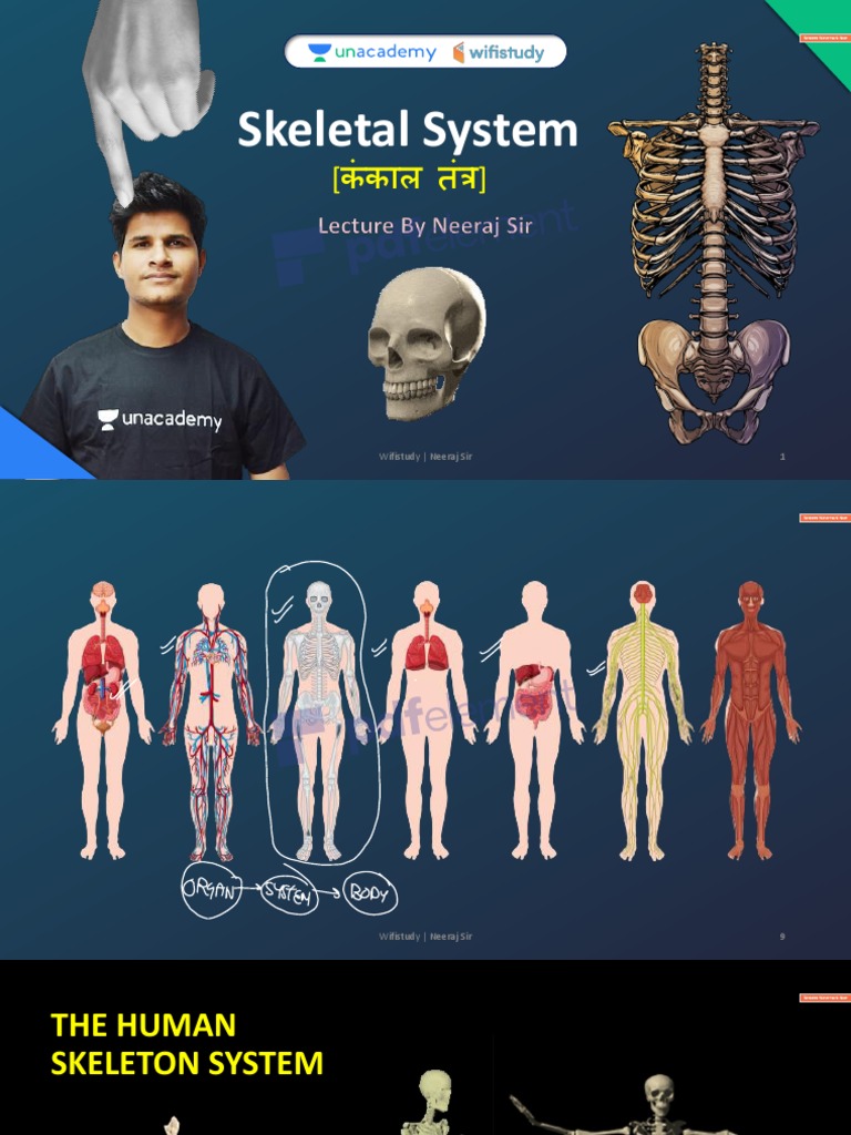 Skeletal System: 1 Wifistudy - Neeraj Sir | PDF