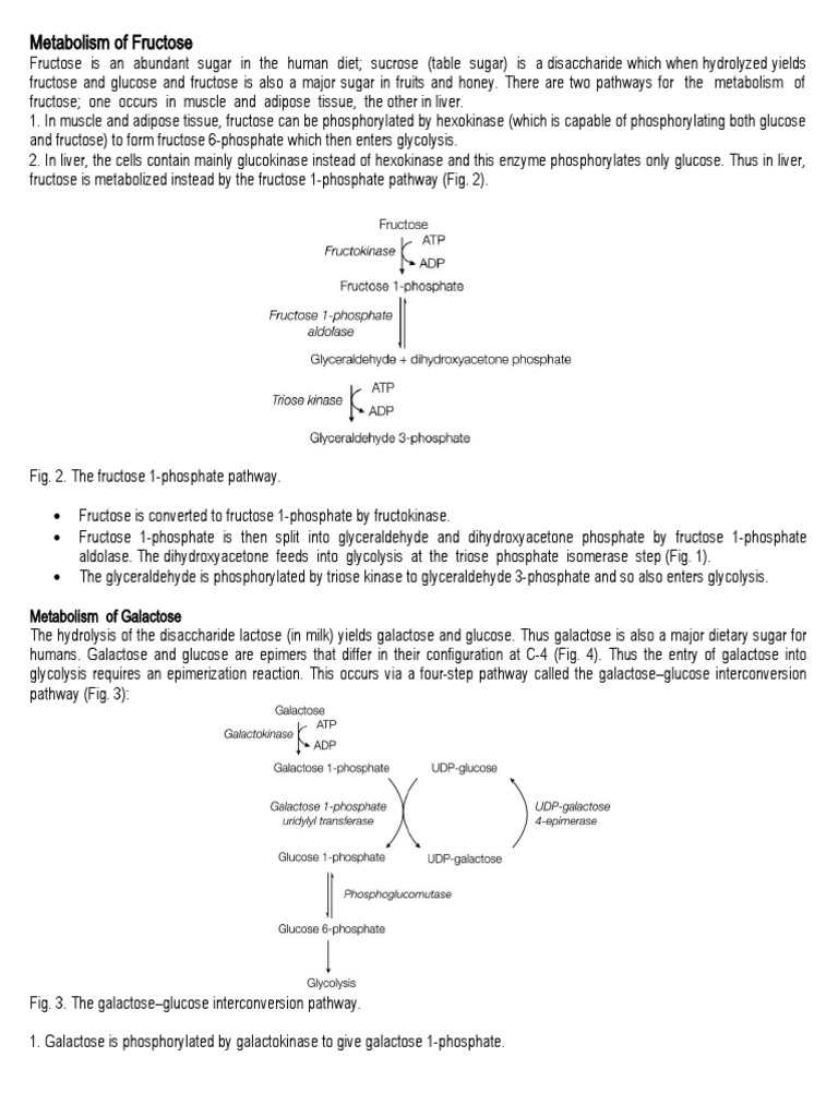 Metabolism of Fructose | PDF | Fructose | Glycolysis