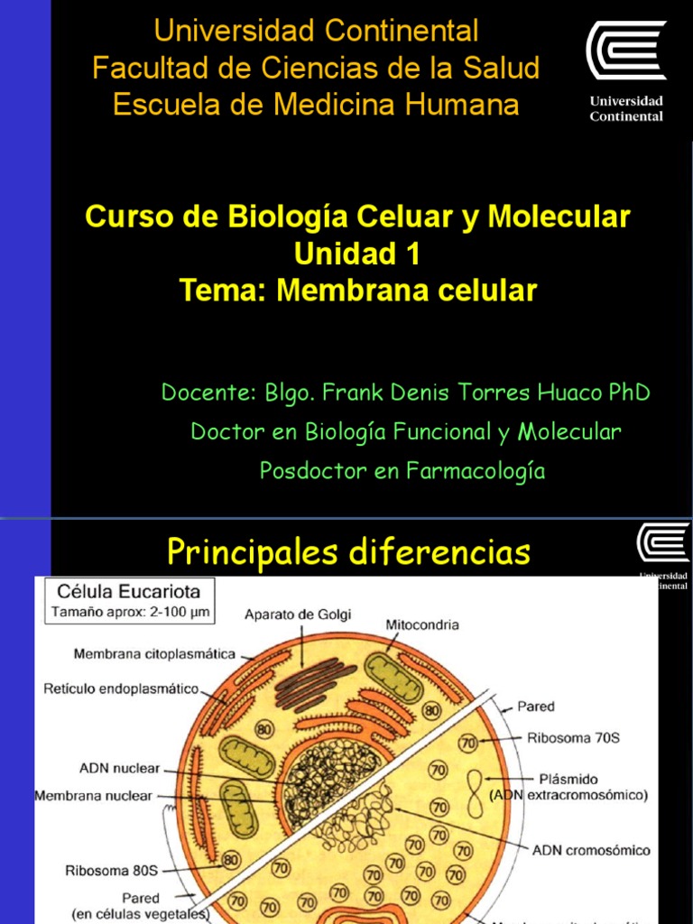Membrana Celular: Composición y Funciones | PDF | Membrana celular ...