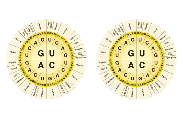 Genetic Code Chart Circle | PDF