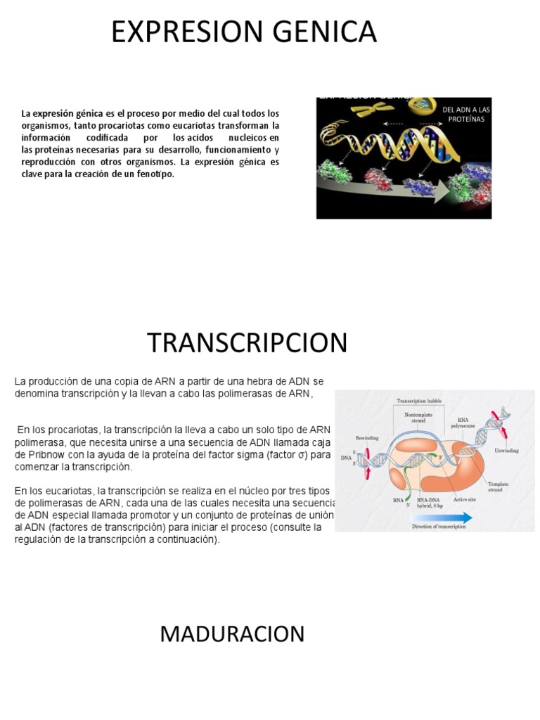 Expresion Genica | PDF
