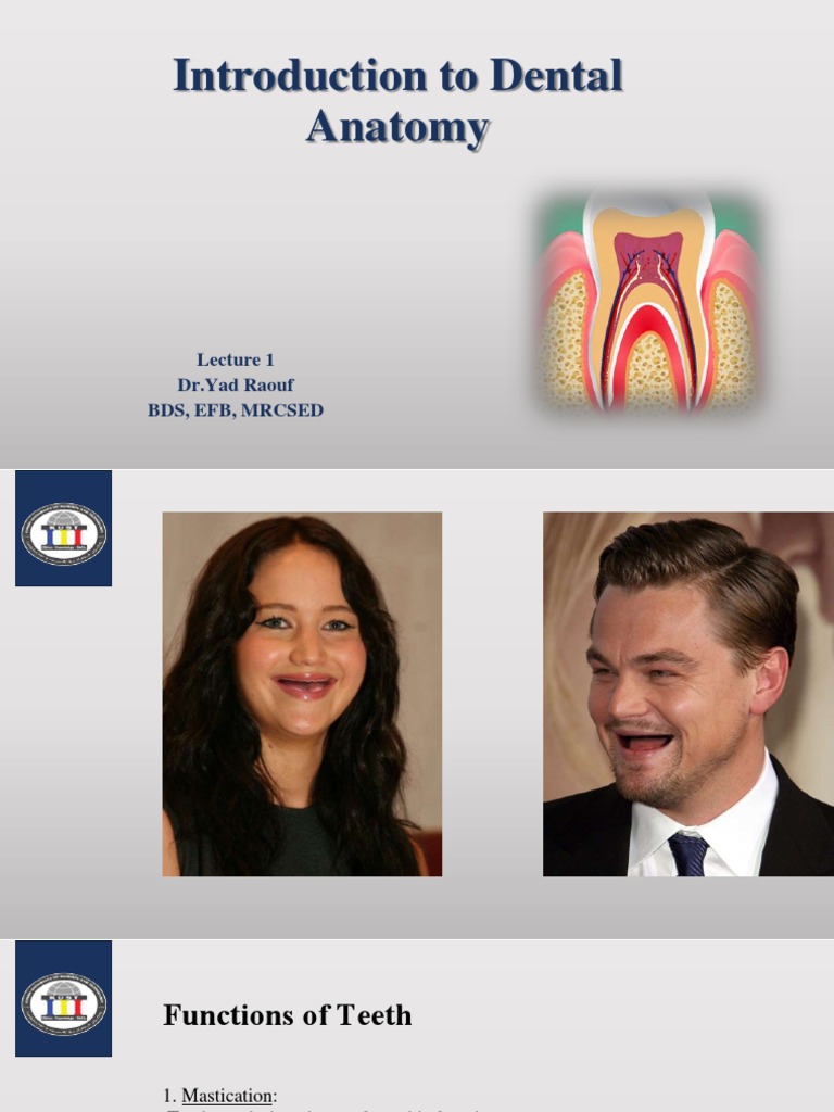 Introduction To Dental Anatomy: DR - Yad Raouf BDS, Efb, Mrcsed | PDF ...