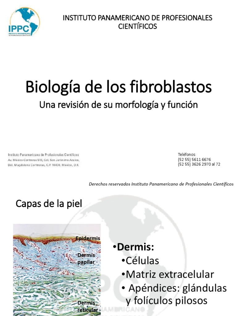 Biología de Los Fibroblastos: Una Revisión de Su Morfología y Función ...