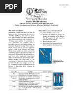 Technique For Collection of Blood Specimen From Poultry Bird (Chicken ...