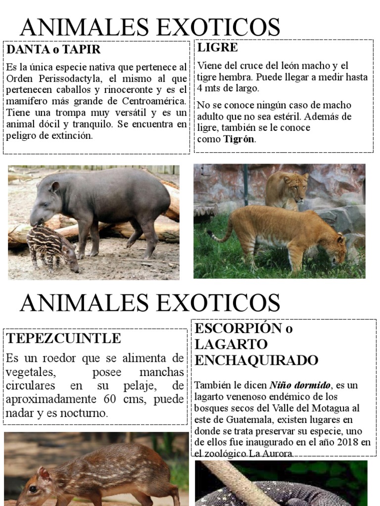Animales Exoticos | PDF