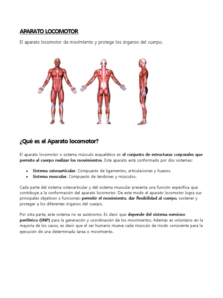 Aparato Locomotor | PDF | Sistema musculoesquelético humano | Hueso
