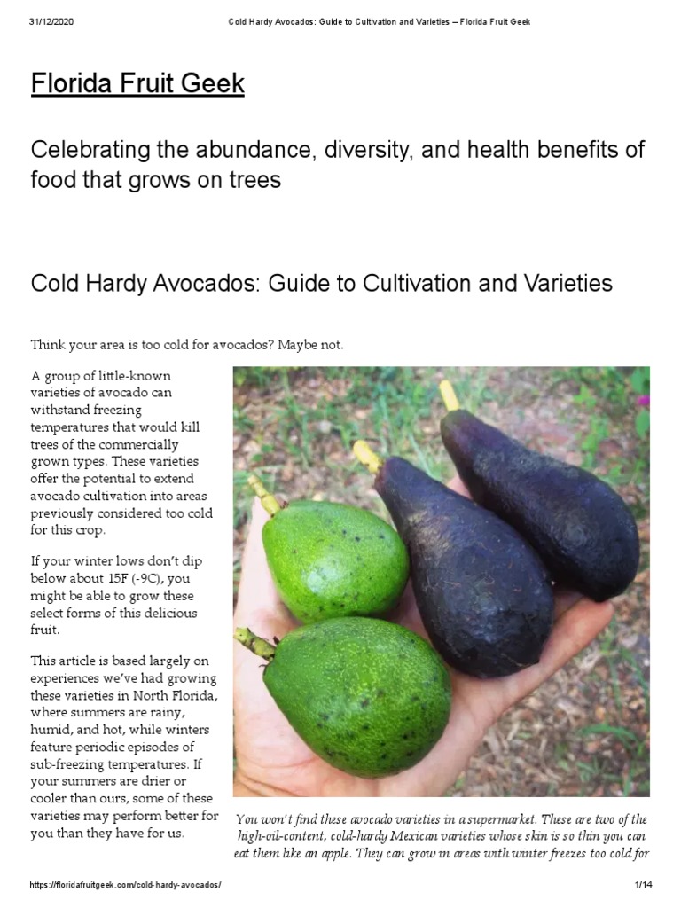 Cold Hardy Avocados - Guide To Cultivation and Varieties - Florida ...