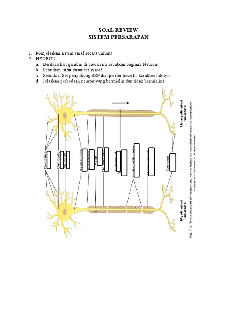 Soal Sistem Saraf-1 | PDF
