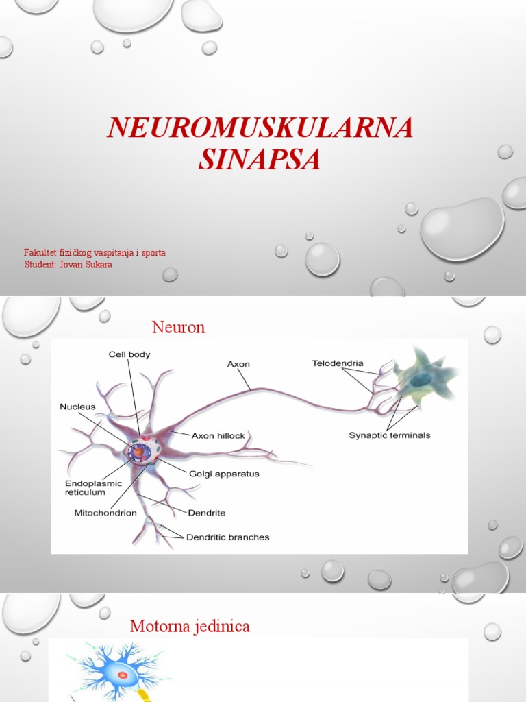 Neuromuskularna Sinapsa | PDF