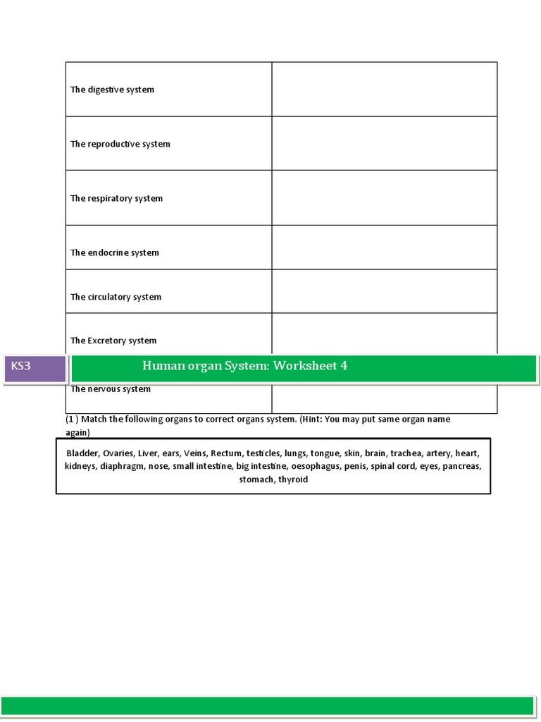 KS3 Human Organ System | PDF | Human Body | Biology