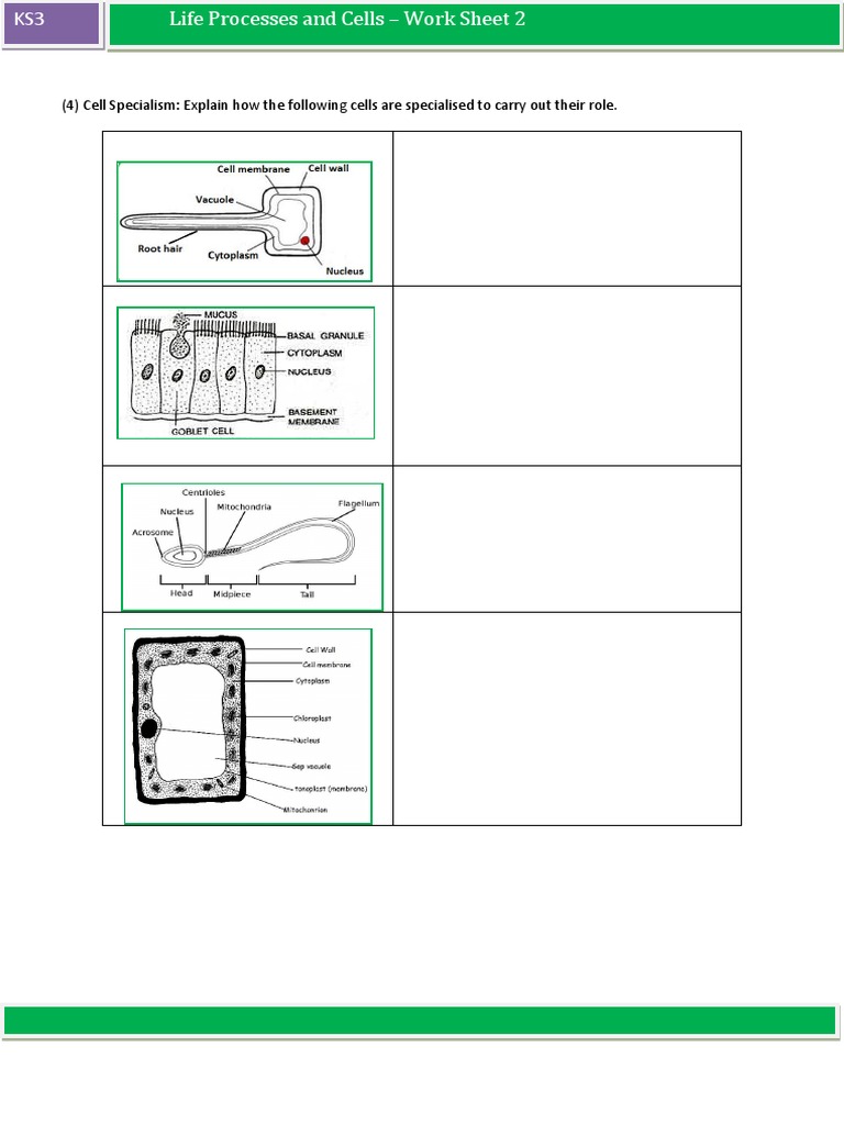 KS3 Cell Specialism Worksheet | PDF