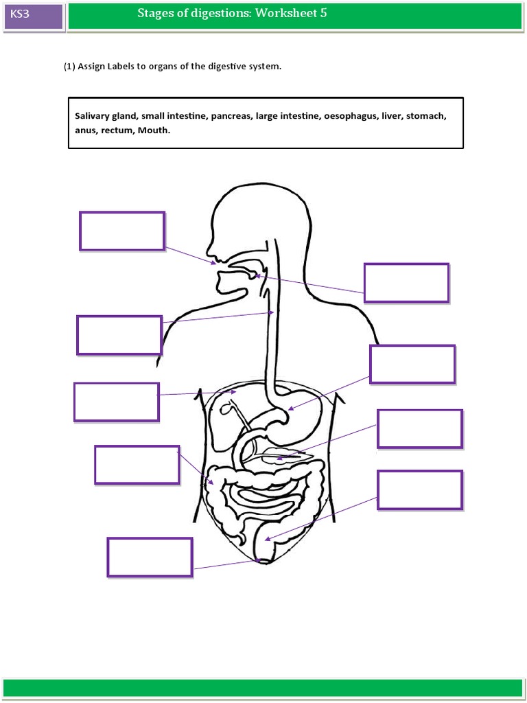 KS3 Stages of Digestion | PDF | Wellness | Science & Mathematics