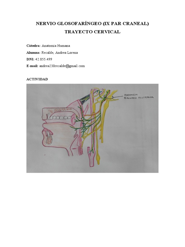 Nervio Glosofaríngeo (Ix Par Craneal) Trayecto Cervical | PDF