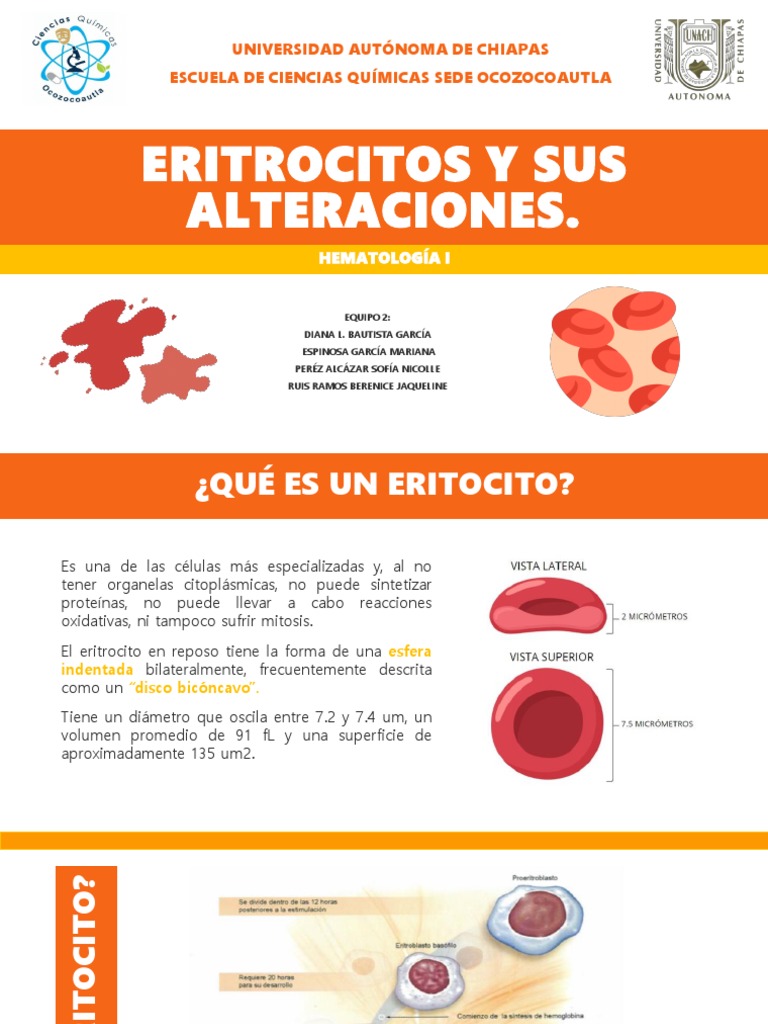 Eritrocitos y Sus Alteraciones | PDF | Glóbulo rojo | Bicapa lipídica