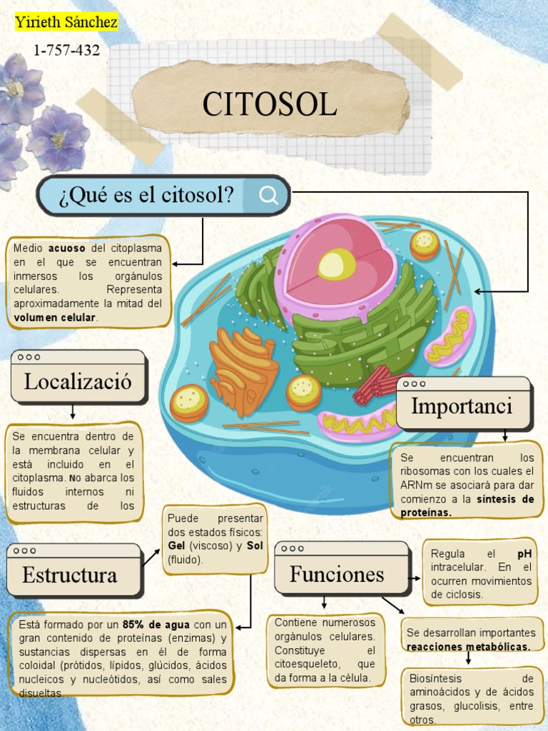 Citosol: ¿Qué Es El Citosol? | PDF | Citoplasma | Citosol