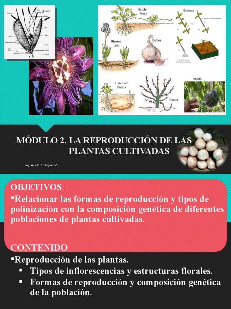 Reproducción de Plantas Cultivadas | PDF | Flores | Reproducción
