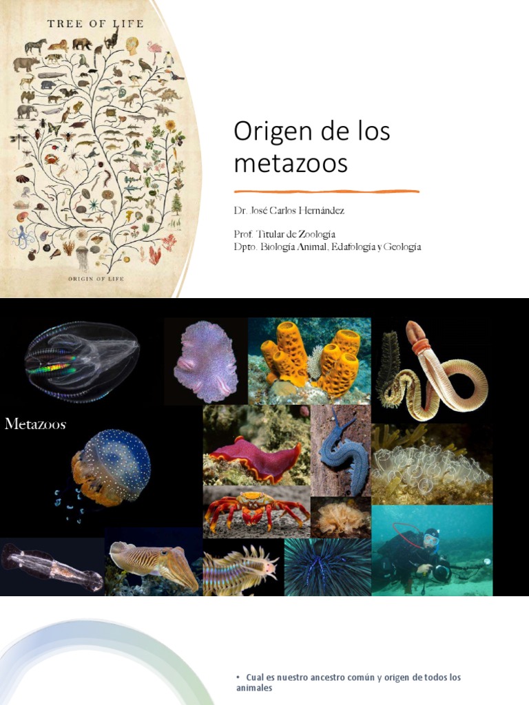 Origen de Los Metazoos: Dr. José Carlos Hernández Prof. Titular de ...