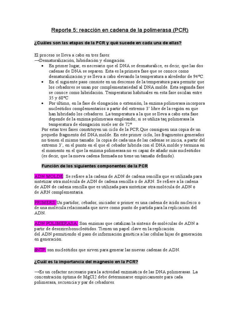Reacción en cadena de la polimerasa (PCR): etapas del proceso ...