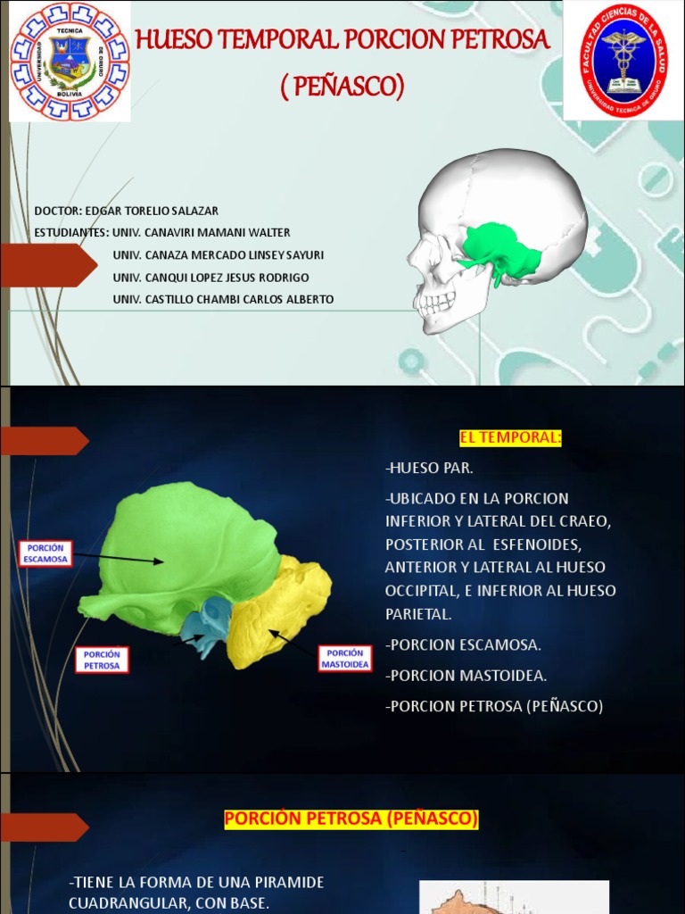 Hueso Temporal Porcion Petrosa (Peñasco) | PDF | Cráneo | Cabeza y ...