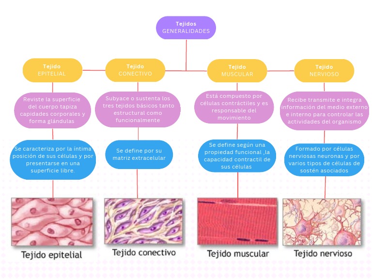 Los cuatro tipos de tejidos fundamentales del cuerpo humano y sus características generales | PDF