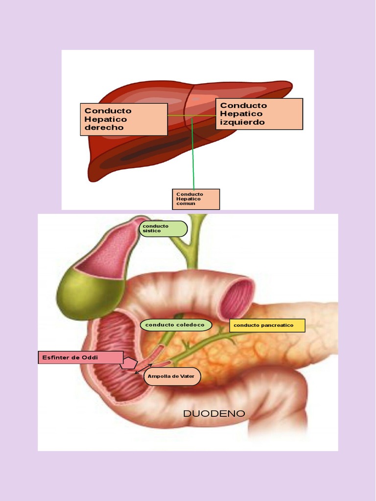 Conducto Biliar | PDF