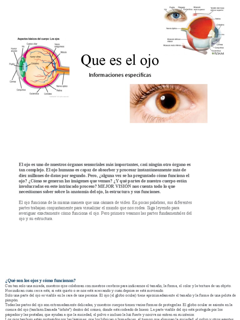 Función y partes del ojo para niños | PDF | Ojo | Ojo humano