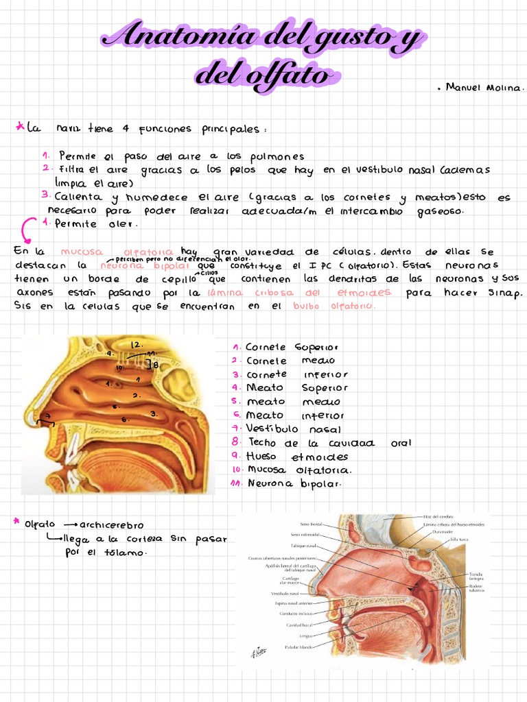 Anatomía del gusto | PDF