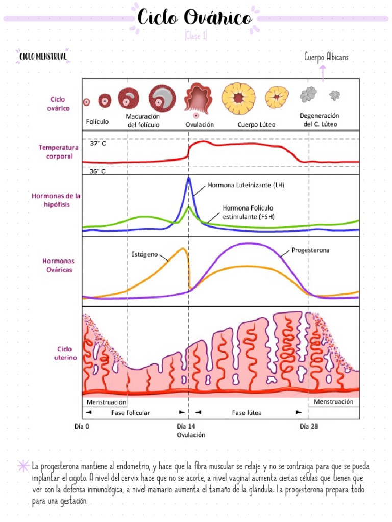 Ciclo Ovarico | PDF | Ciclo menstrual | Ovario