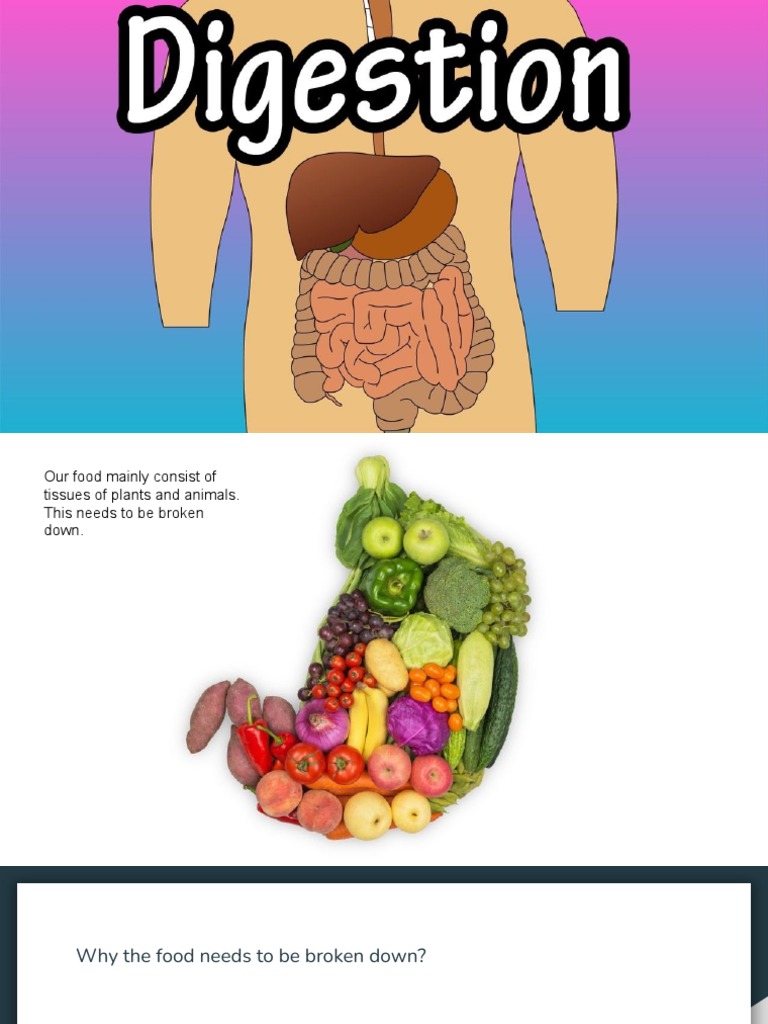 Understanding Digestion in Humans | PDF