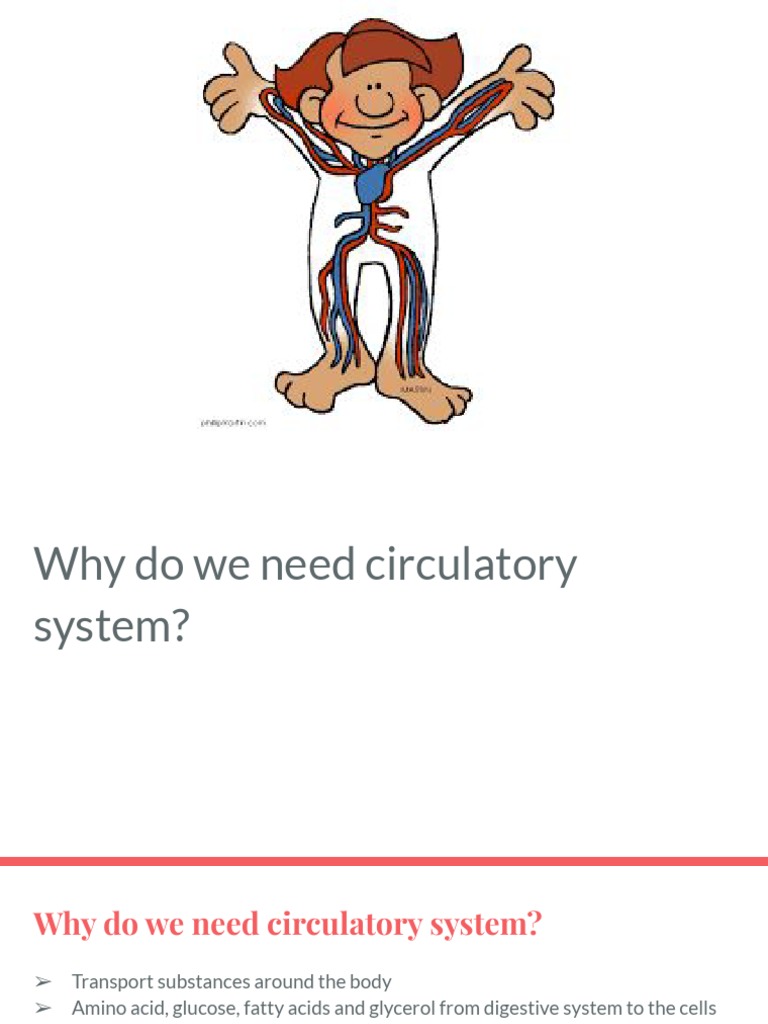 The Circulatory System - Grade 7 | PDF | Blood | Heart