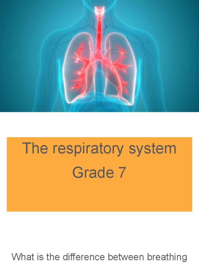 The Respiratory System Grade 7 | PDF | Respiratory System | Breathing