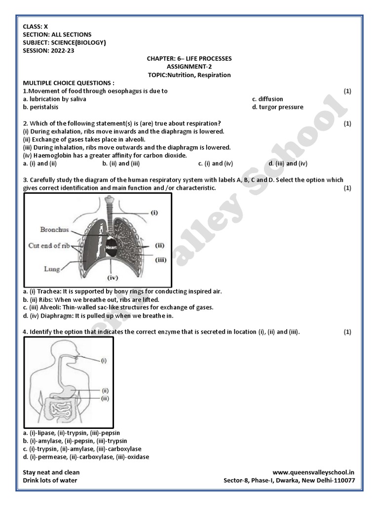 951X - Science - Biology - Ch-6 Life Processes - Assignment 2 | PDF ...