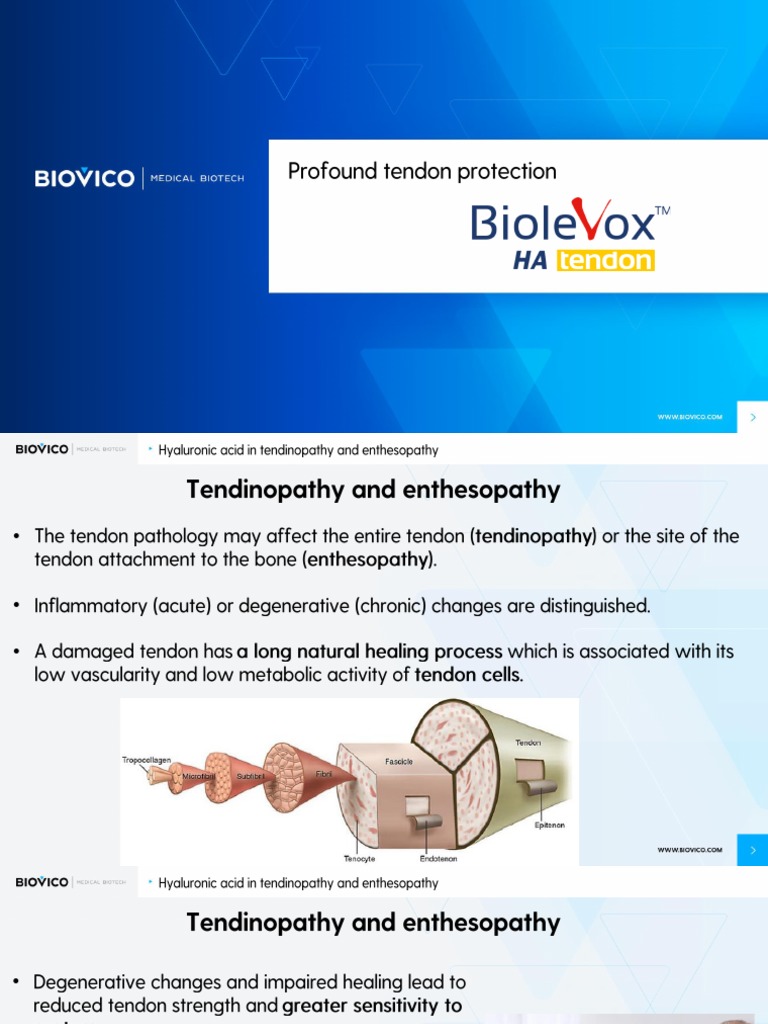 Biolevox HA TENDON Extended Presentation | PDF | Injury | Physiology
