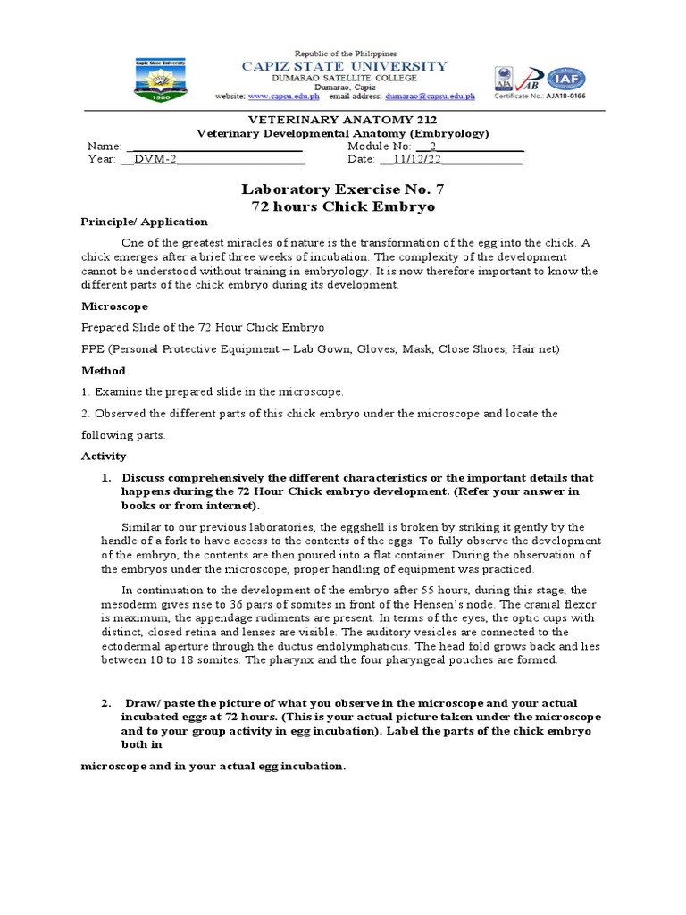 Observing Chick Embryo Development at 72 Hours: A Focus on Key ...