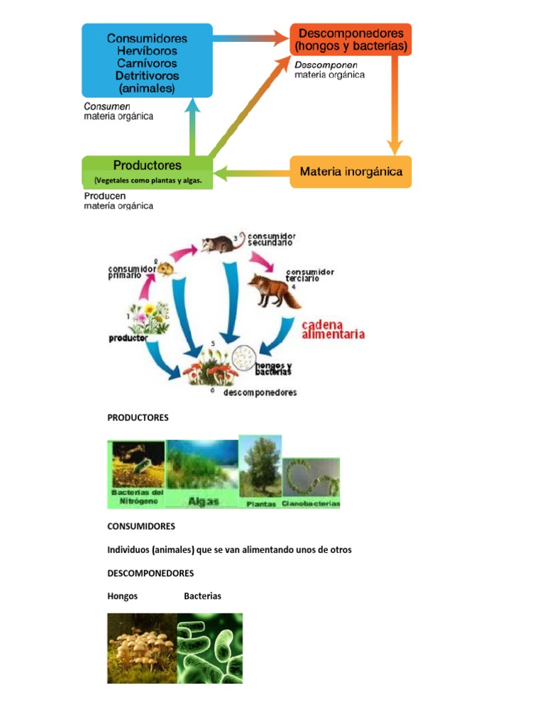 Productores, Descomponedores y Consumidores | PDF