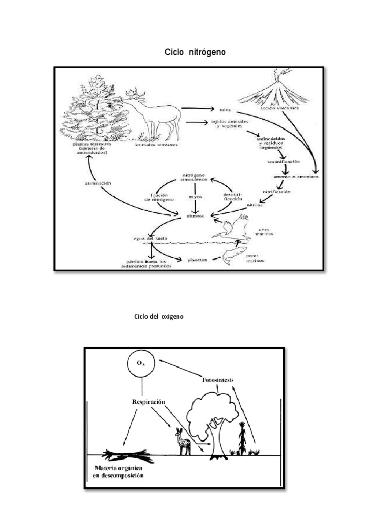 CICLOS BIOGEOQUIMICOS | PDF