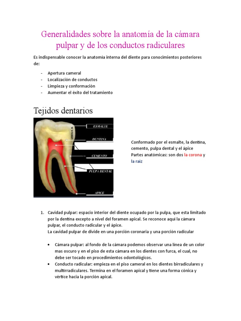 Anatomía de la cámara pulpar y conductos | PDF | Diente | Anatomia animal