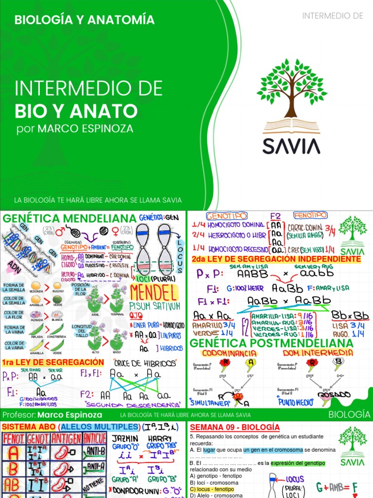 Leyes de Genética y Cruzamientos Mendelianos | PDF | Dominancia ...